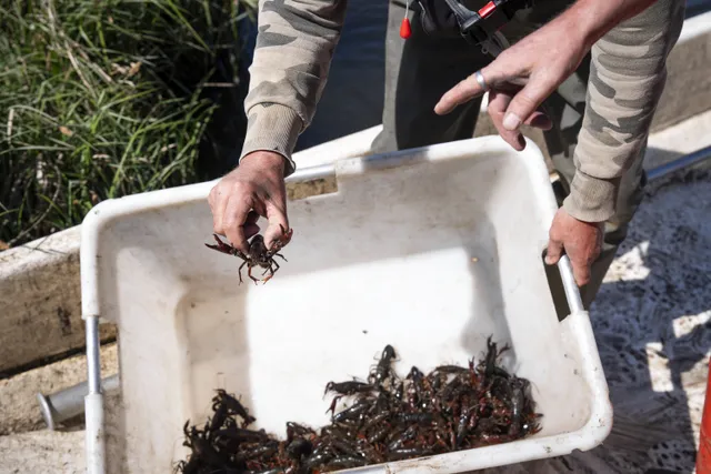 Na decennia van herstel gaat de Nederlandse zoetwaternatuur weer ...
