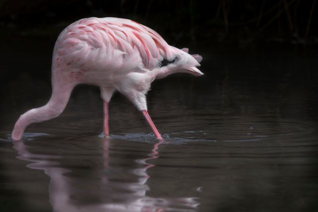 Met hun haaksnavels en kronkelhalzen wervelen flamingo’s hun eten naar ...