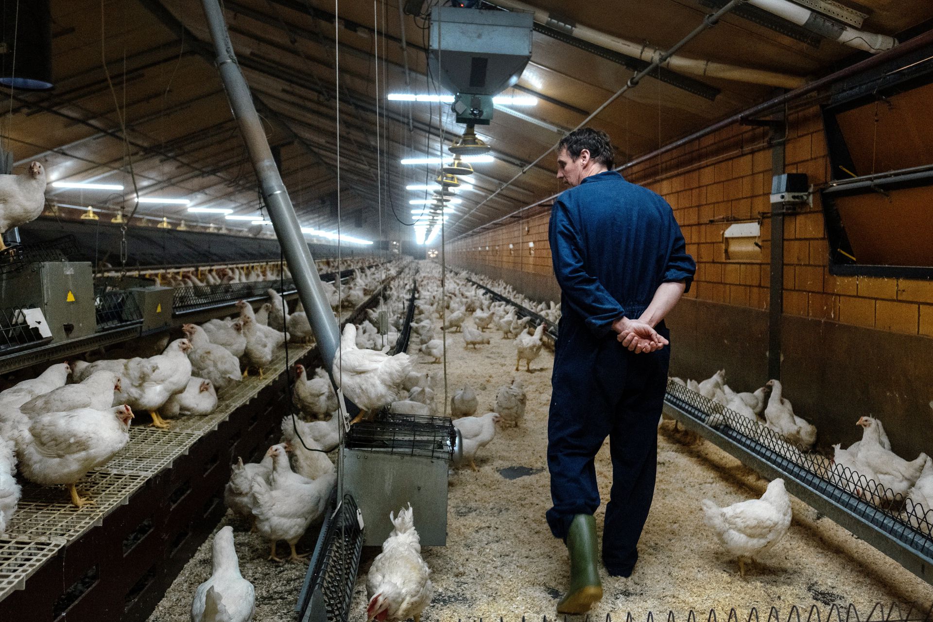 De kippenboer doet zijn werk legaal maar moet als piekbelaster voor de ...