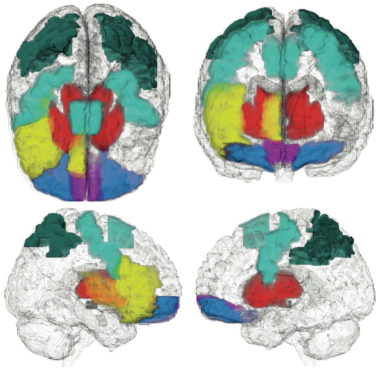 Hoe hersenen pubers ontremmen - NRC