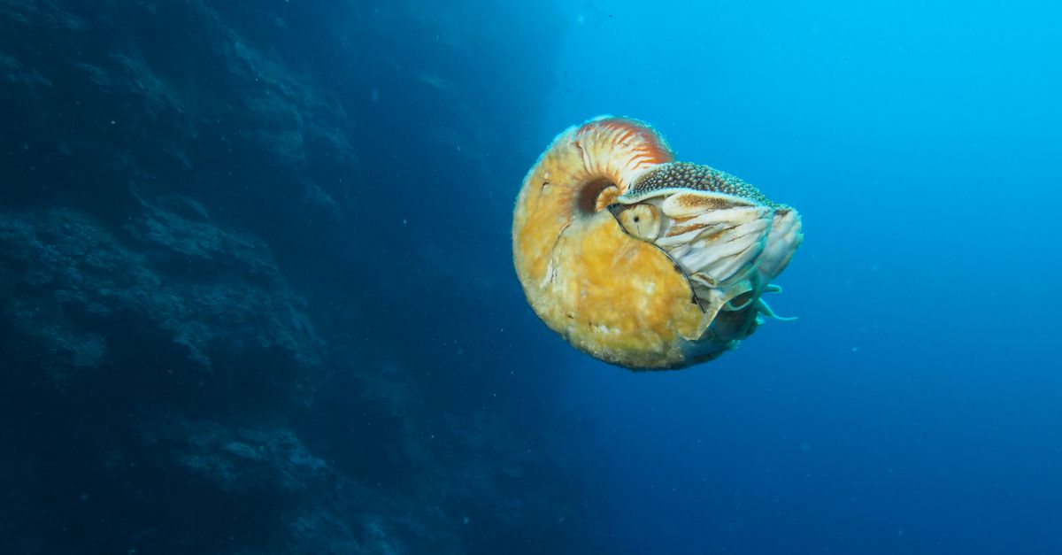 ‘s Werelds zeldzaamste zeedier duikt na 30 jaar weer op - NRC