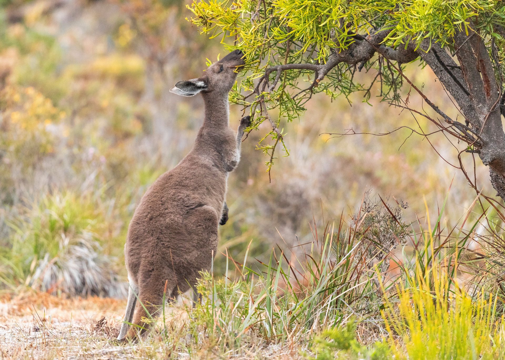 Veelzijdige kangoeroes ontsprongen de dans bij de massa-uitsterving van 40.000 jaar geleden - NRC