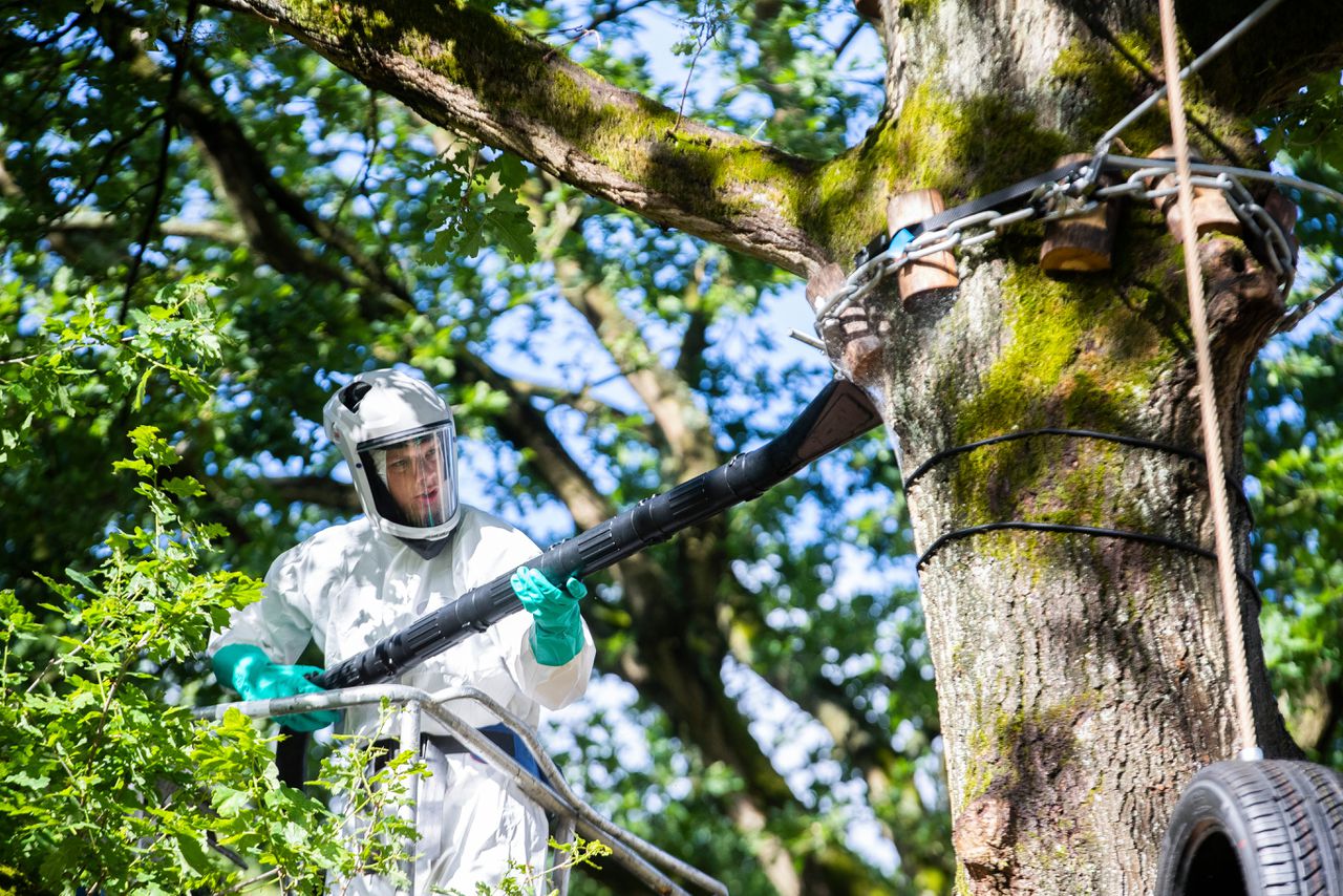 Aantal processierupsen op veel plaatsen verdriedubbeld - NRC