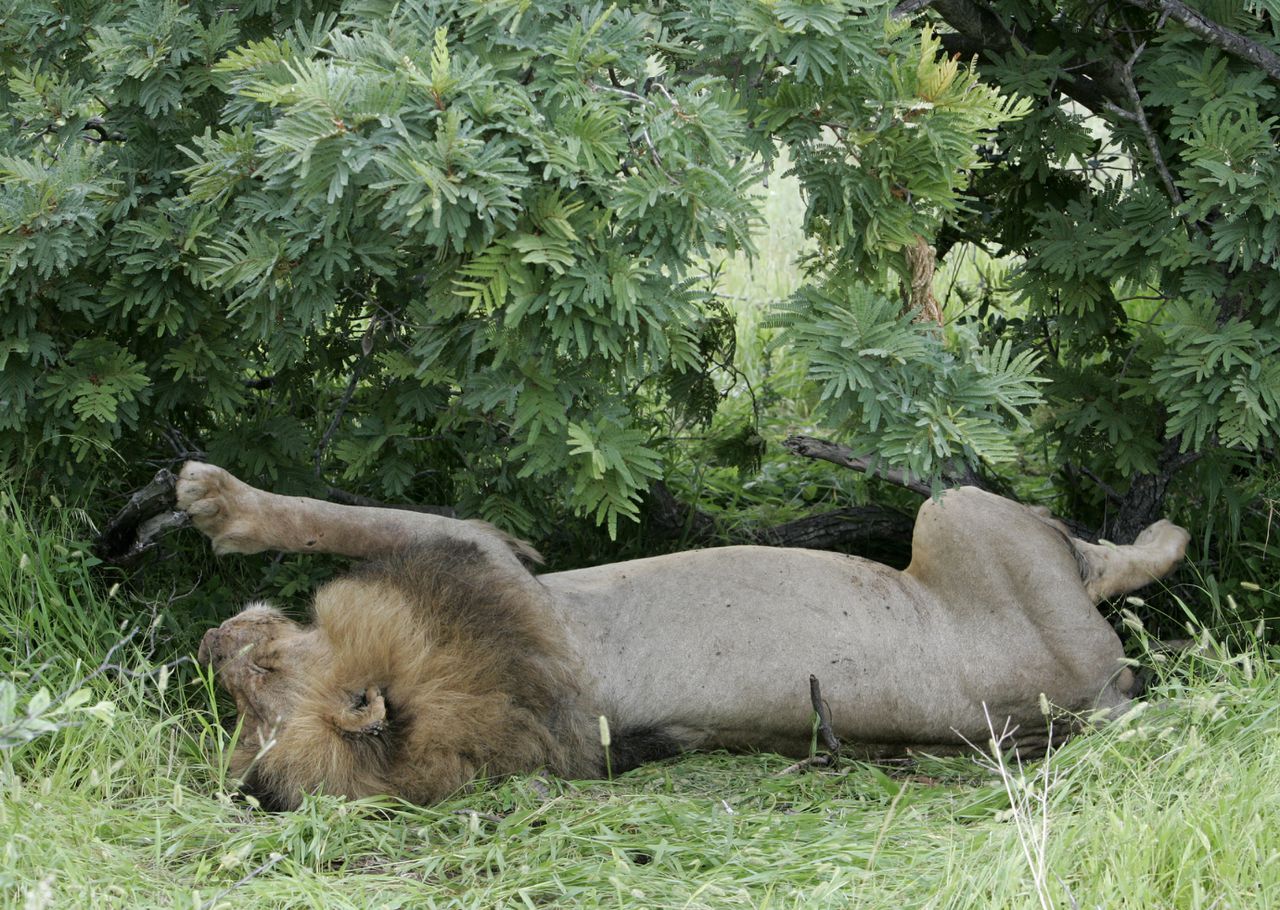 Canned hunting: leeuwen fokken voor de jacht - NRC