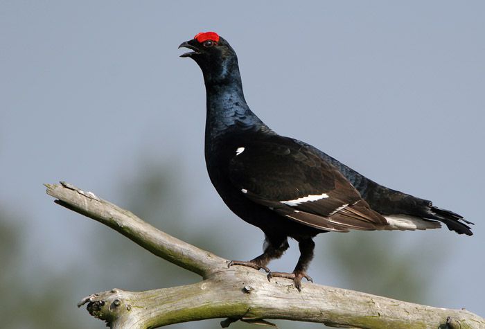 Het korhoen wil niet meer - NRC