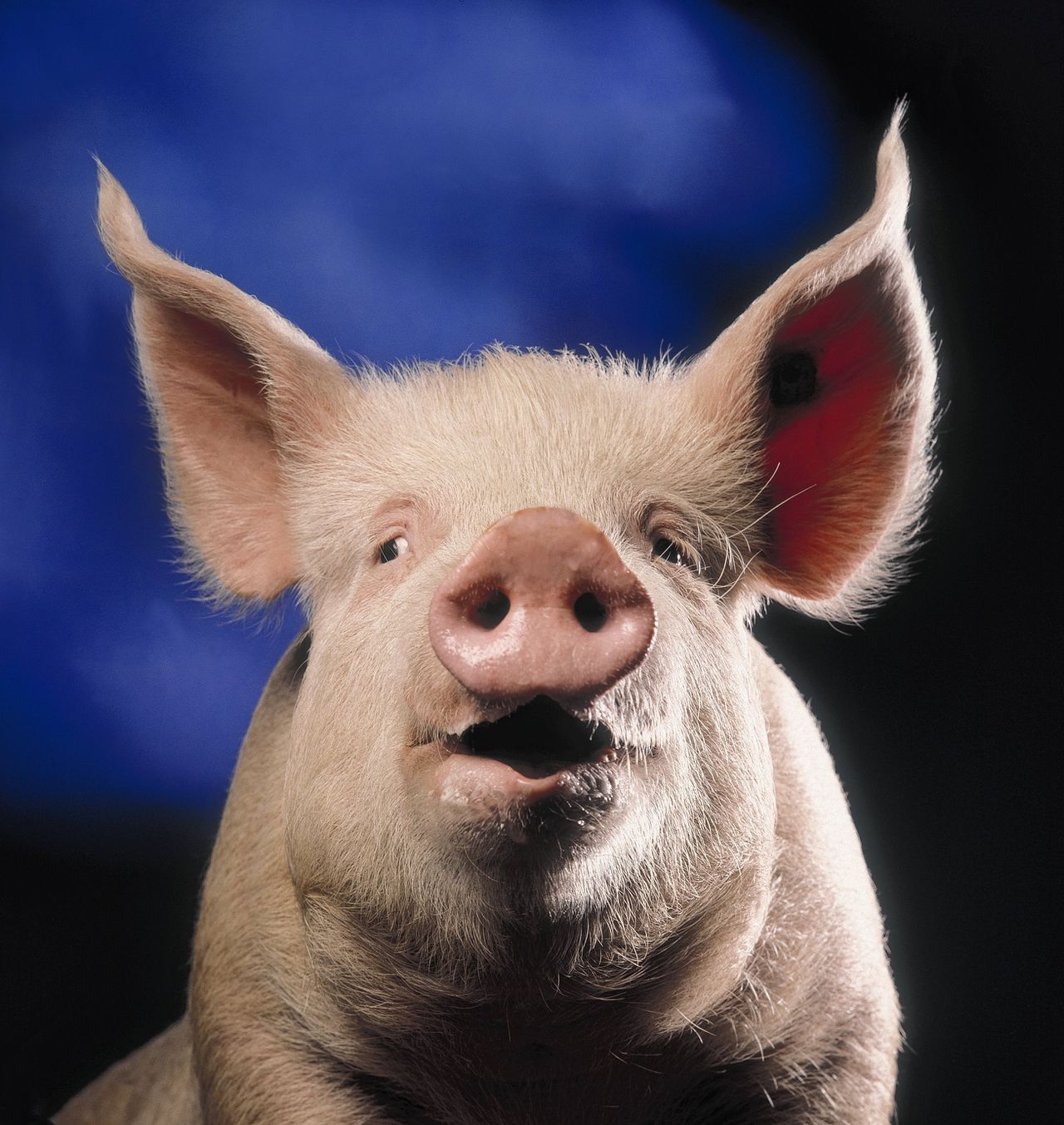 We eten een varken, niet varken - NRC