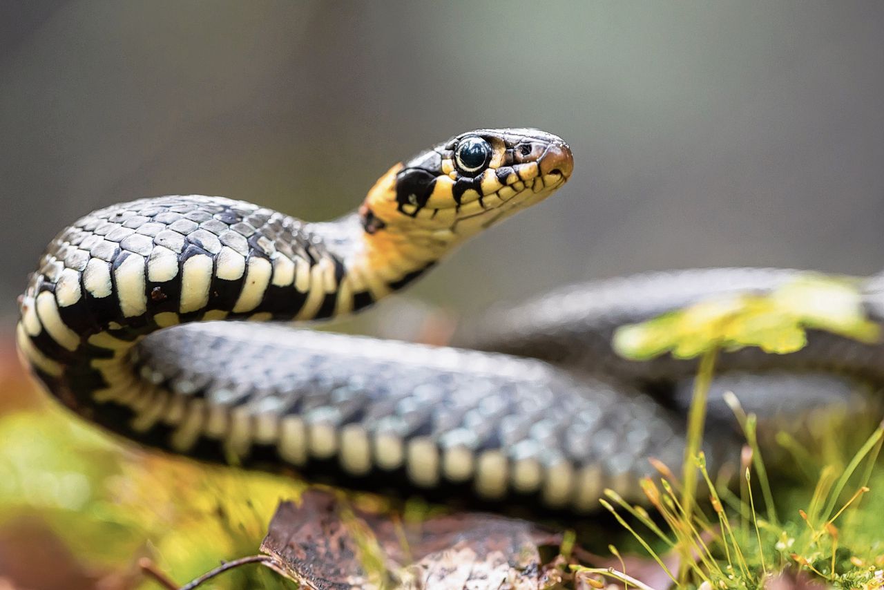 De ringslang kronkelt weer in Amsterdam-Noord - NRC