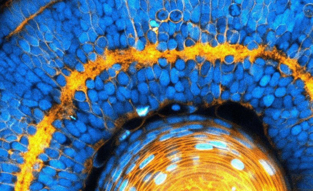 In het oog van een zebravis worden tijdens de groei de cellen netjes ...