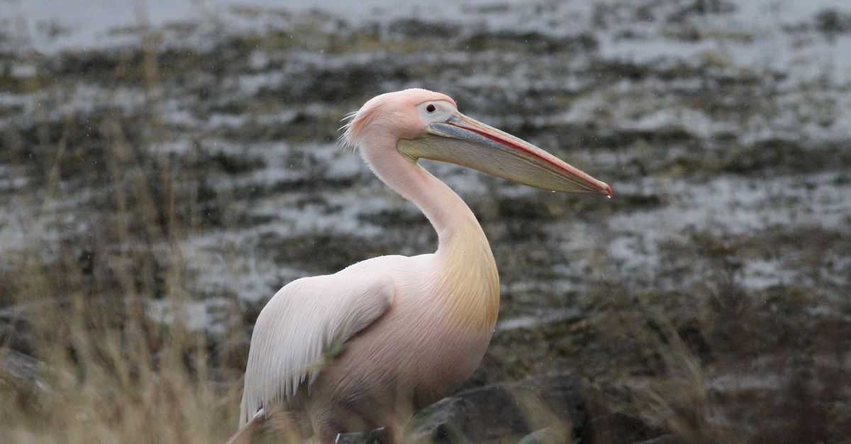Insluipers Artis verwonden pelikaan dodelijk - NRC