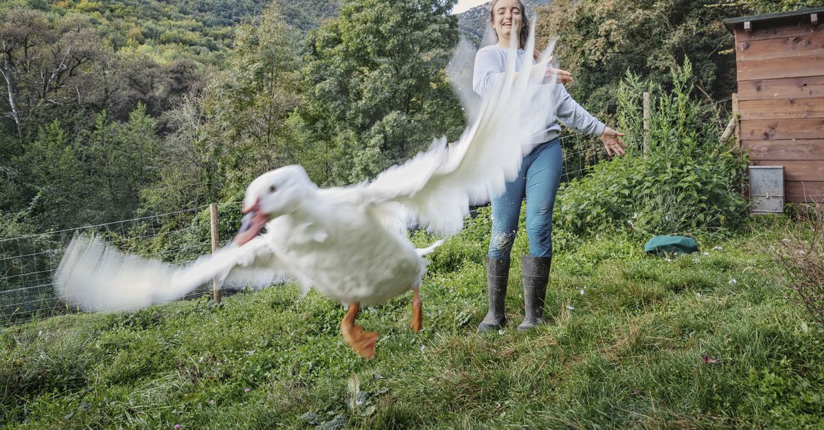 Ook een zwart schaap heeft recht op een goed leven - NRC