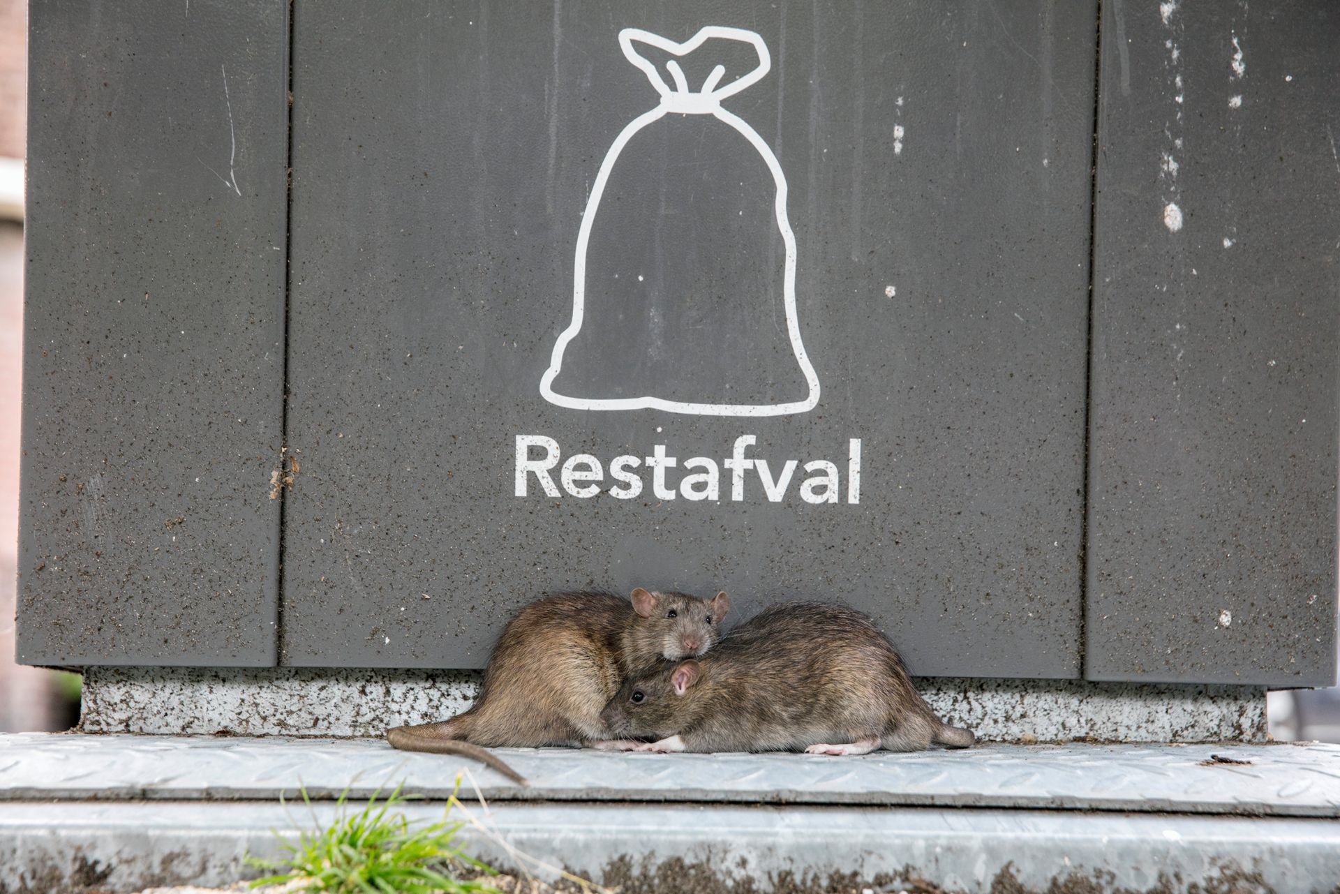 Er zijn veel te veel ratten in Amsterdam-Zuid, ‘afschieten is beste ...