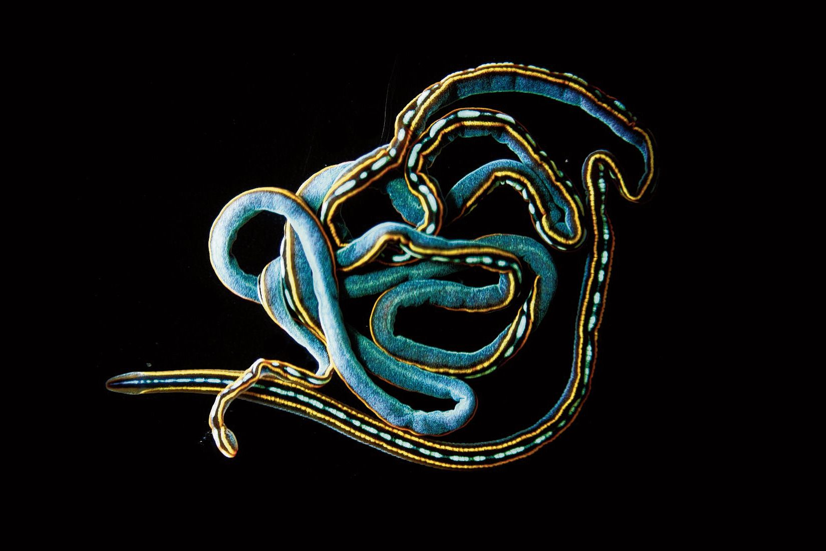 Kleurrijke zeeworm - NRC