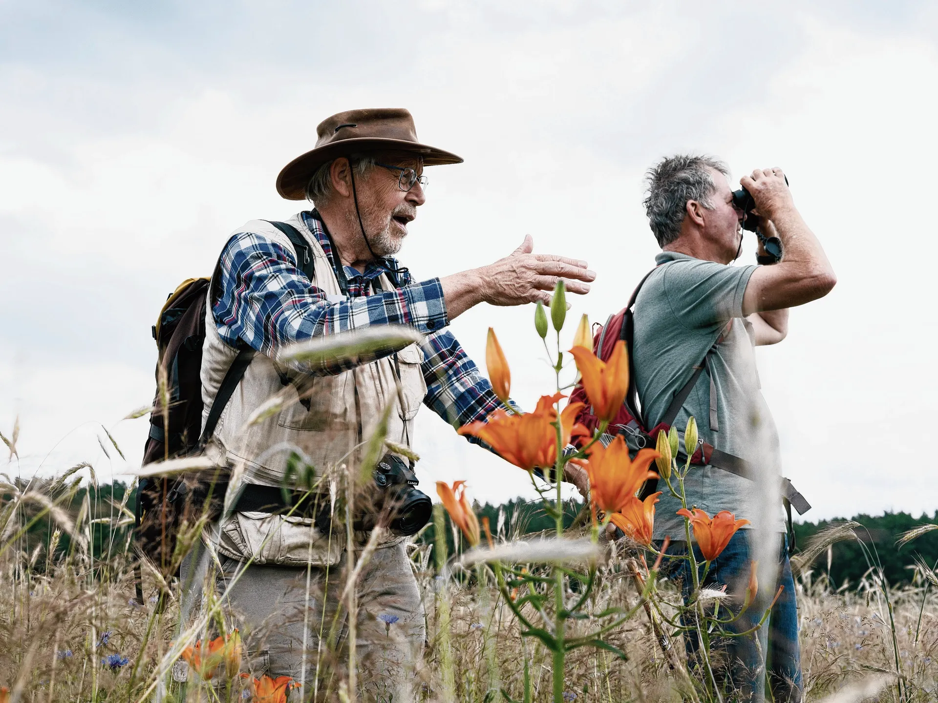 De feloranje roggelelie is te mooi om veilig op de akkers te staan - NRC