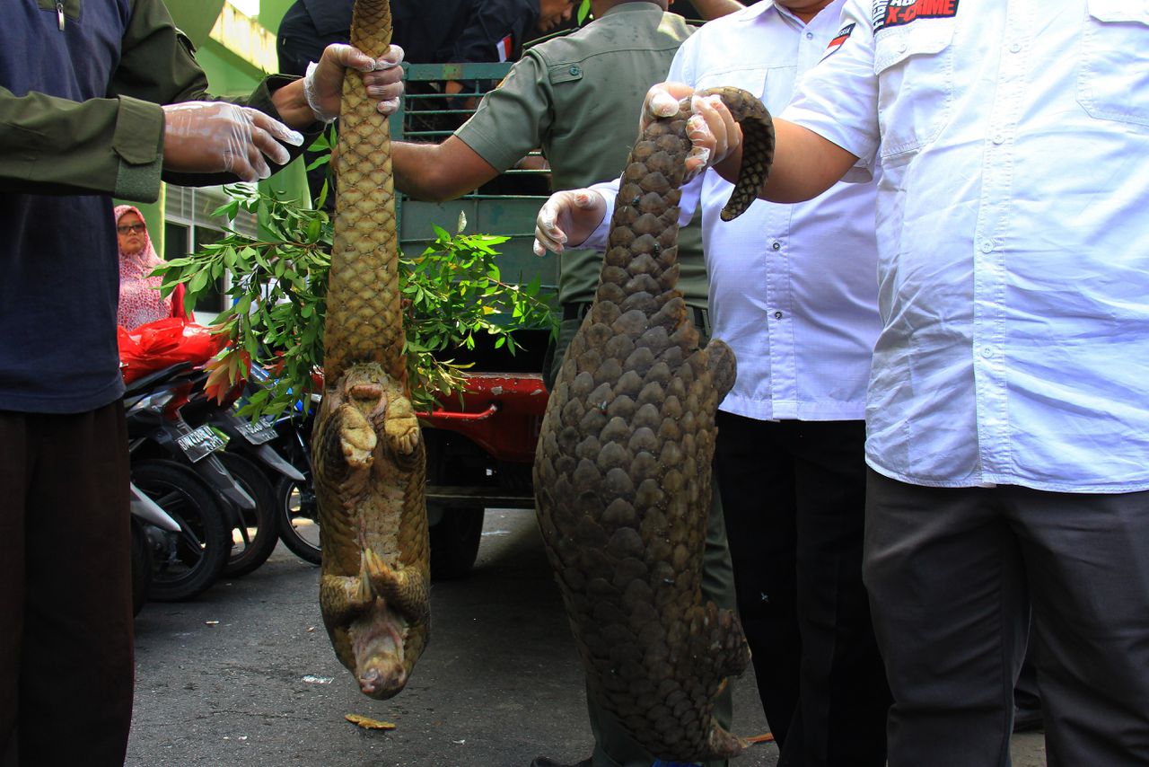 Aziatische ‘liefde’ voor schubdieren reikt tot in Afrika - NRC