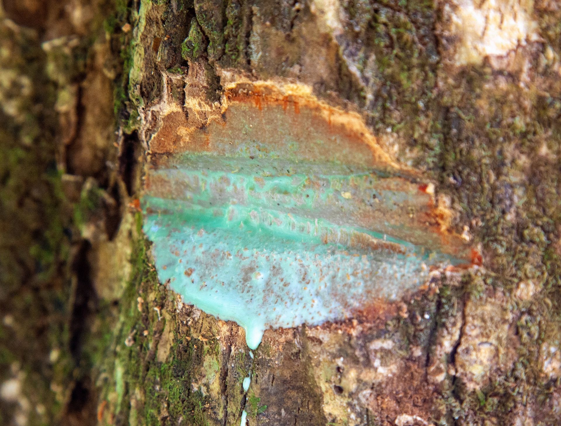 Net als mijnwerkers kunnen planten nikkel uit de grond halen – en zo ...