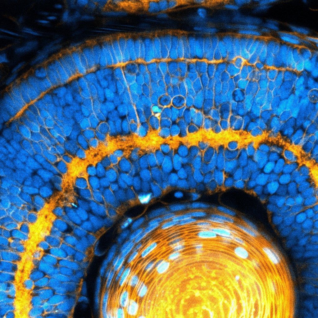 In het oog van een zebravis worden tijdens de groei de cellen netjes ...