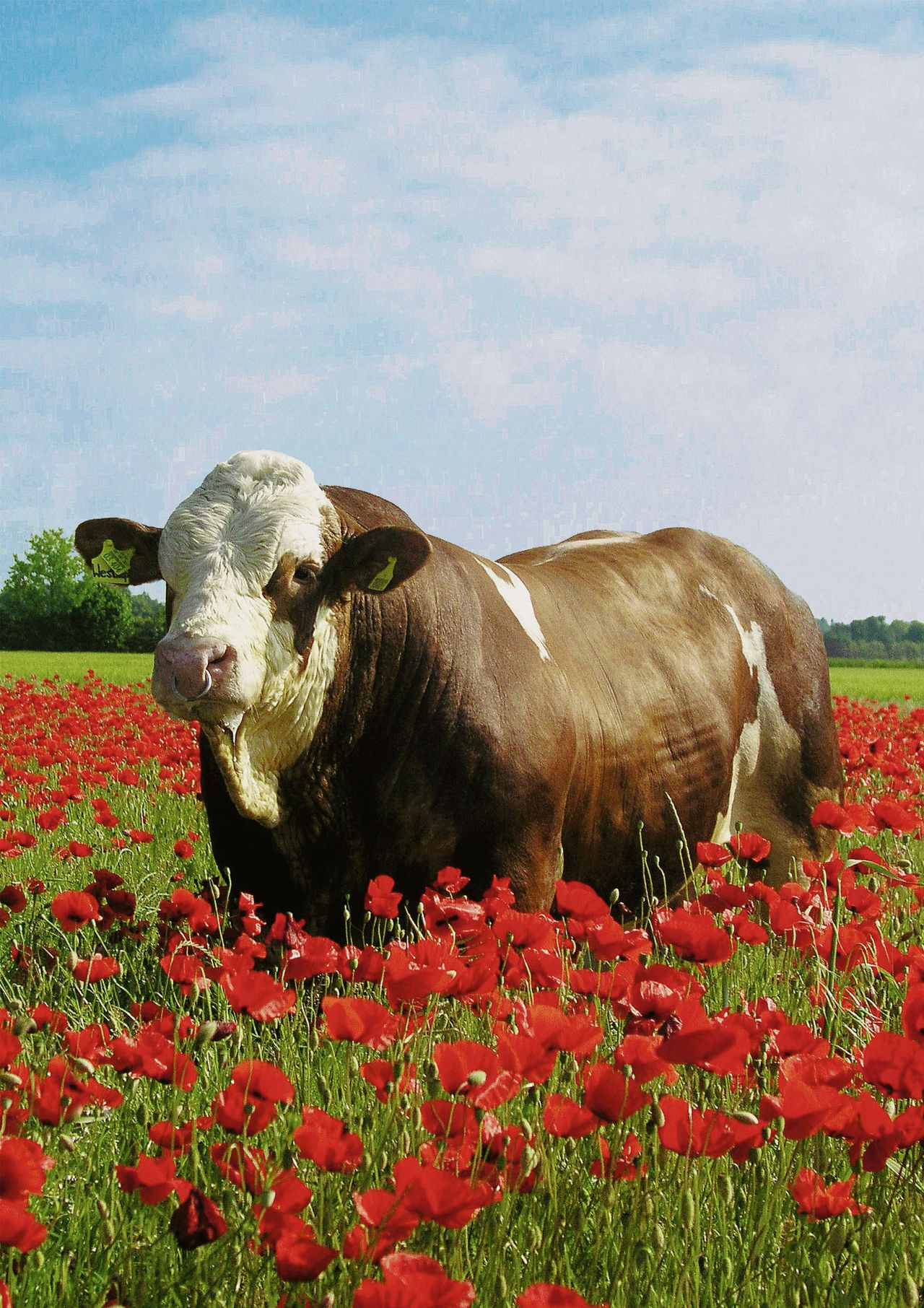 DNA van de perfecte stier - NRC