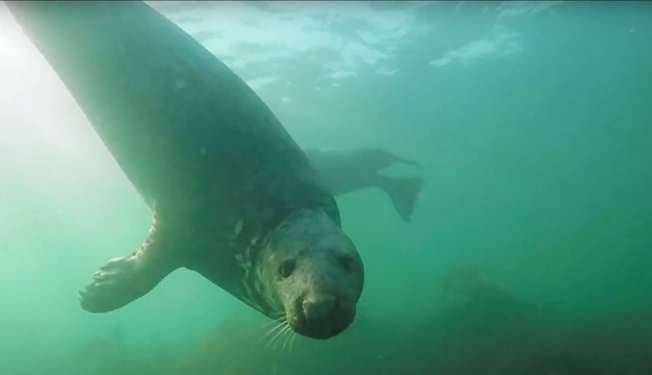 Grijze zeehond applaudisseert ook onder water - NRC