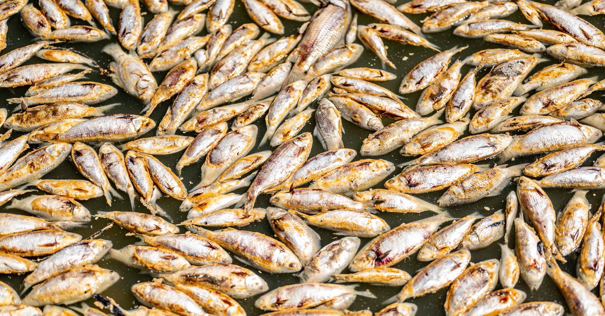 Een deken van dode vissen in de Australische Darling-rivier: hoe hitte ...