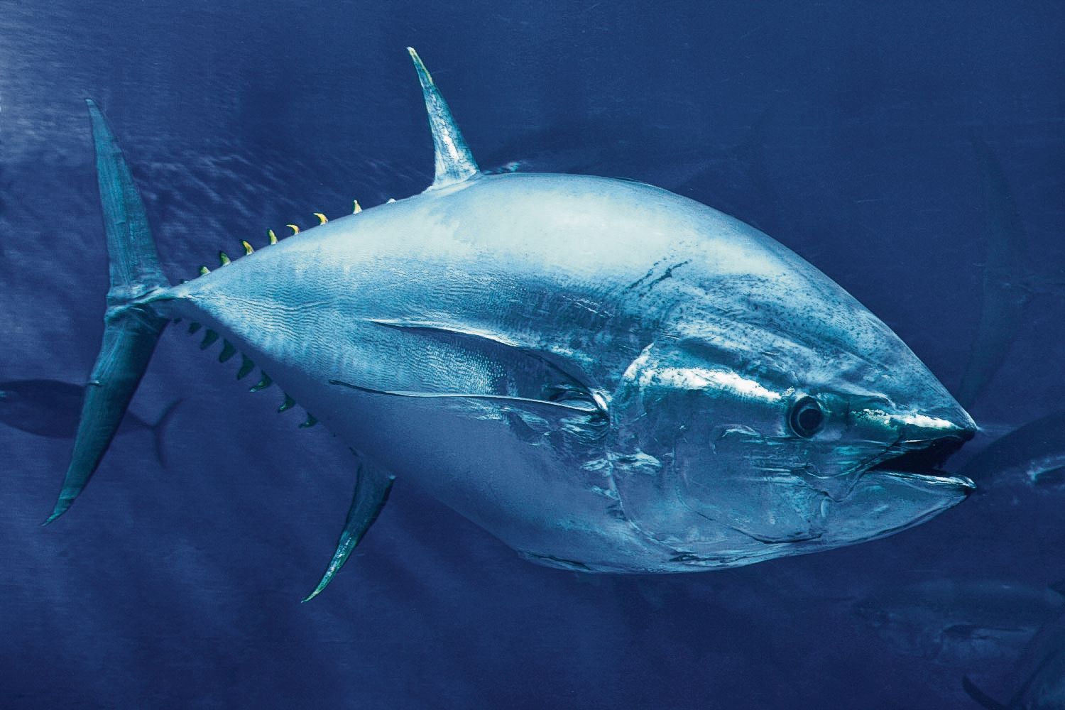 Tonijnen gebruiken afweer ook om vinnen te sturen - NRC