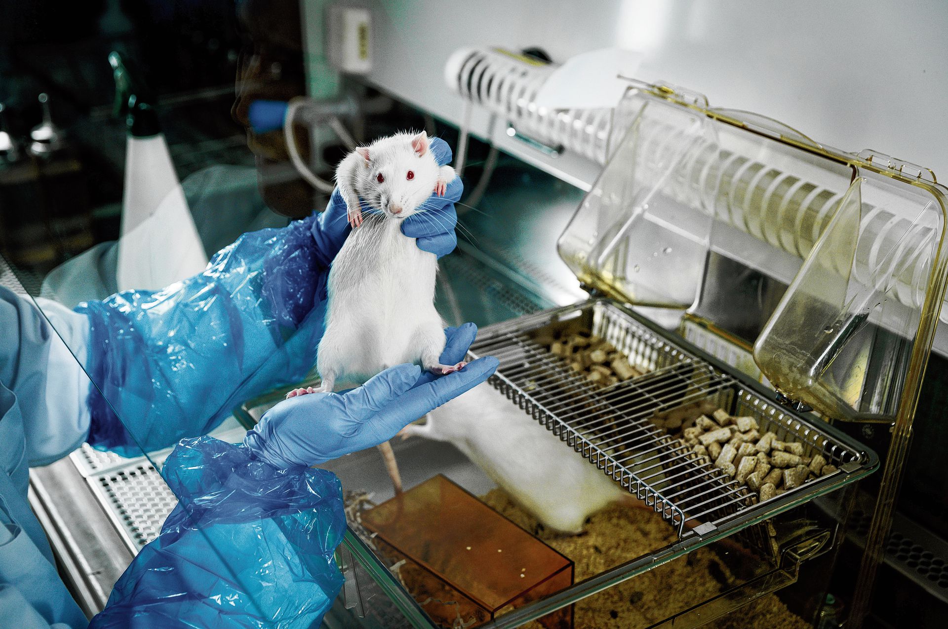 Onderzoek proefdieren leidt vaak niet tot een artikel - NRC