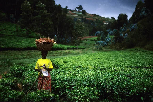 De genocide in Rwanda. - NRC
