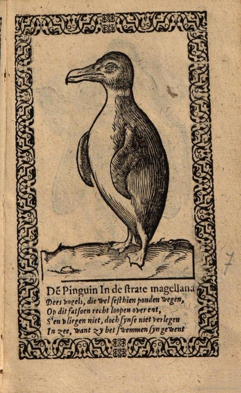 De mens voelt vertedering voor pinguïns maar misbruikt ze ook - NRC