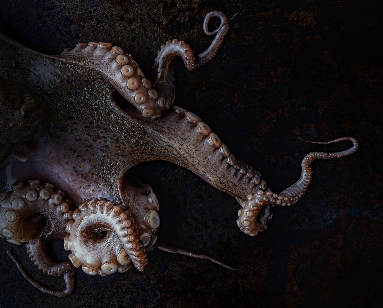 Hoe de octopus over zichzelf denkt - NRC