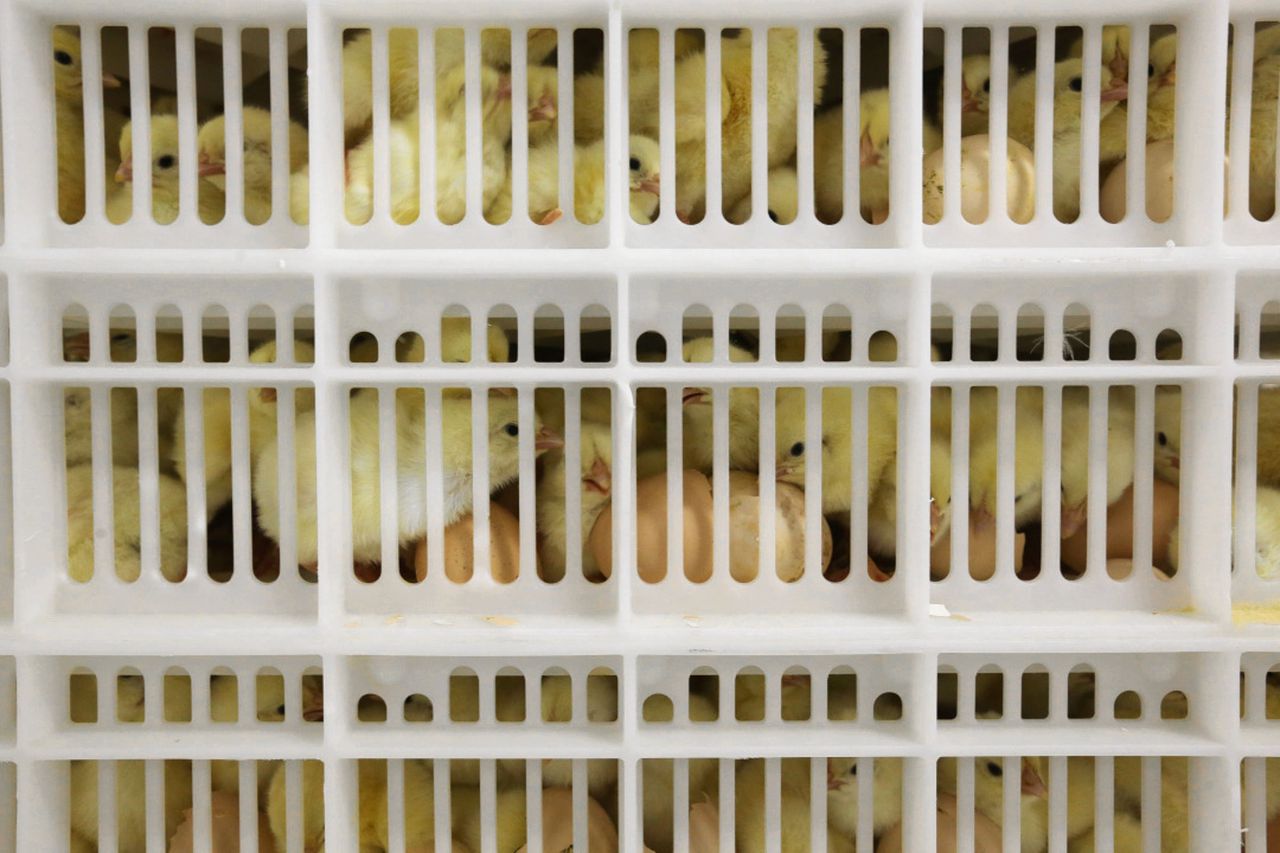 In Mali vult de plofkip het karige inkomen aan - NRC