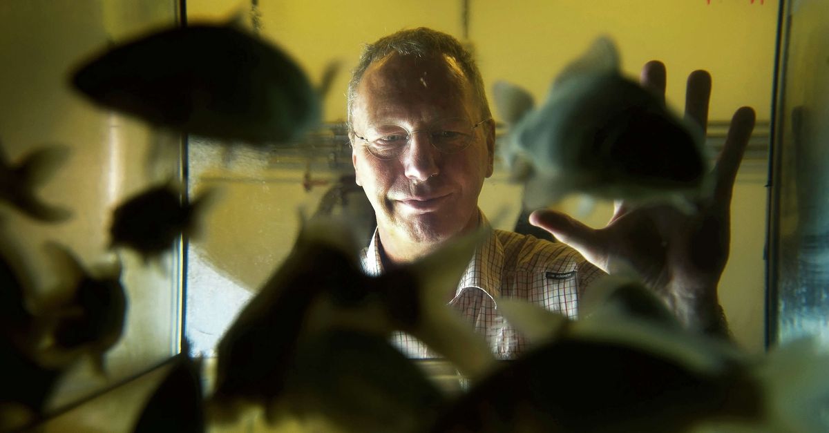 Een vis met pijn geeft geen krimp - NRC