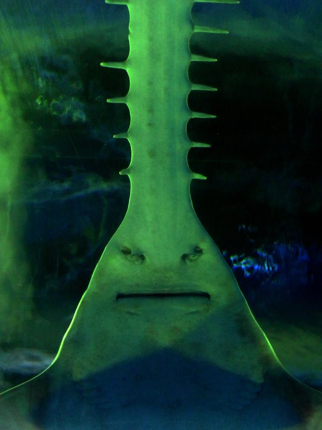 Zaagvis is niet meer wat hij was - NRC