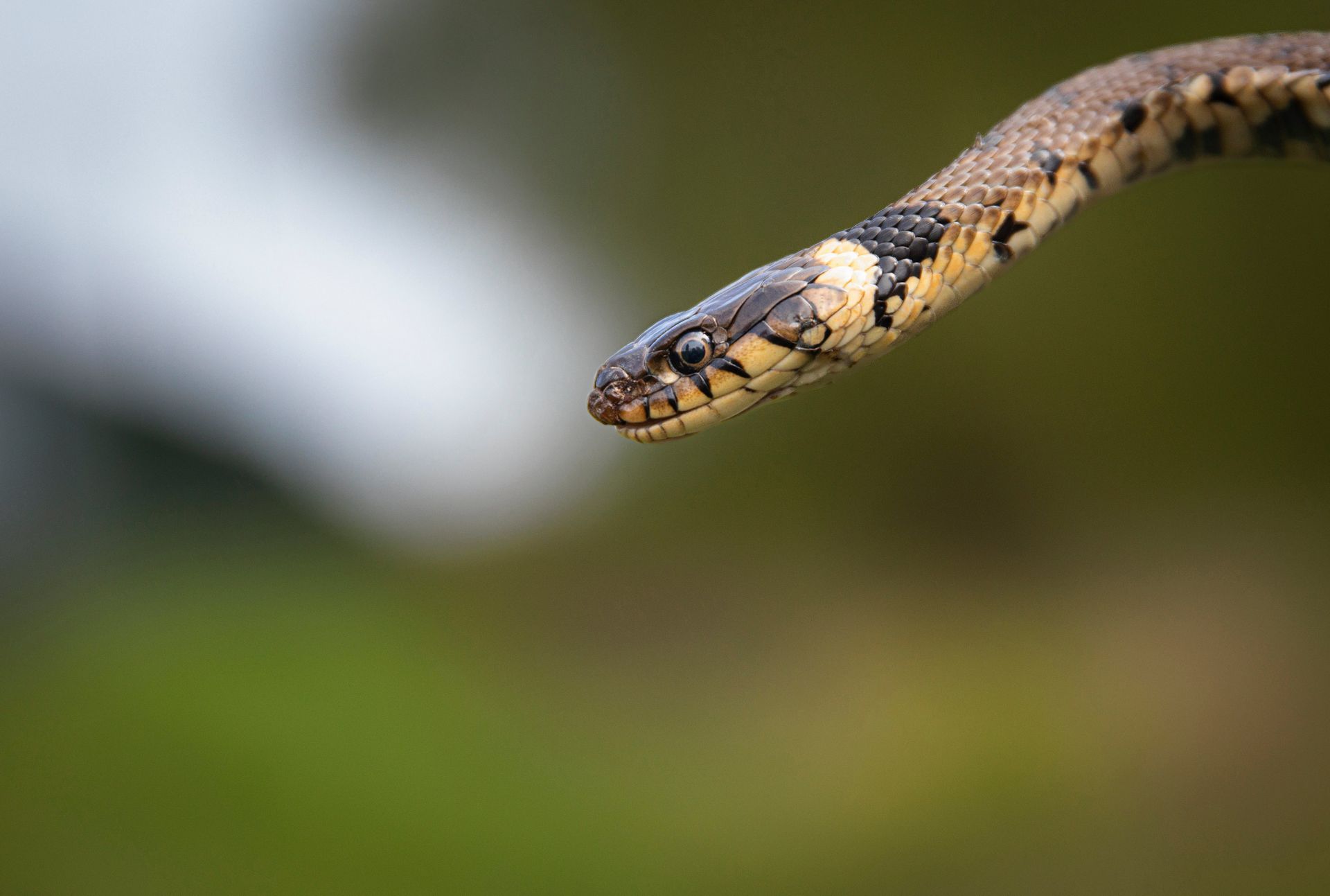 Ringslangen kun je niet zoeken, die overkómen je - NRC