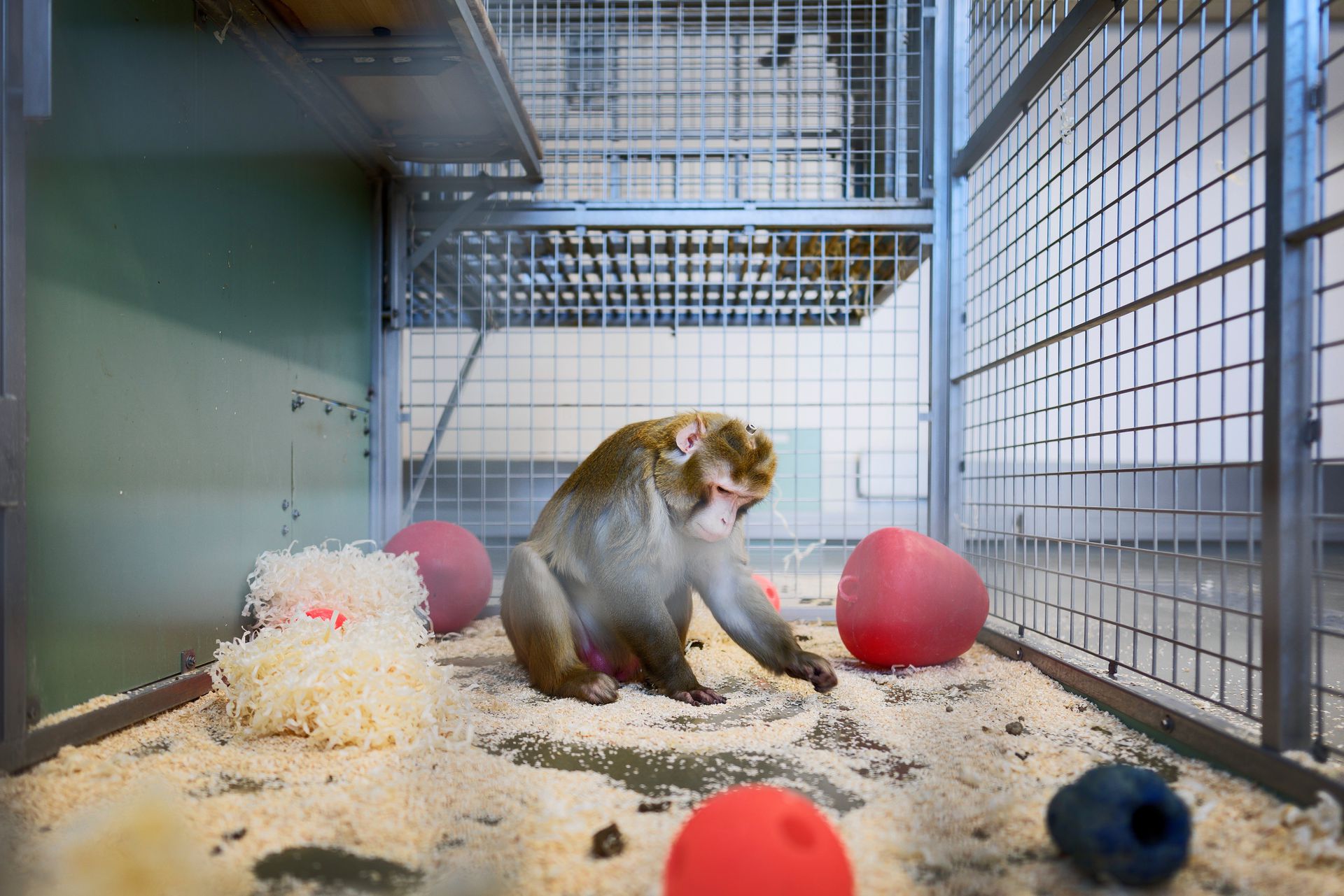 Opinie | Dierproeven kunnen nog niet vervangen worden - NRC