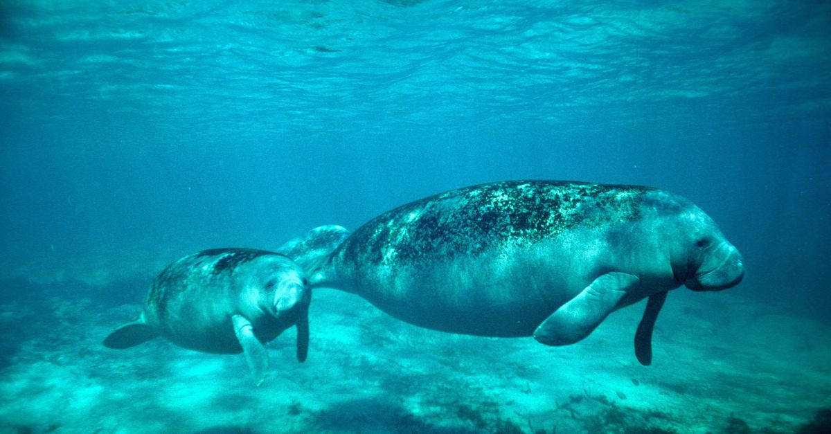 Zeekoe blijkt gevoelig voor gif - NRC