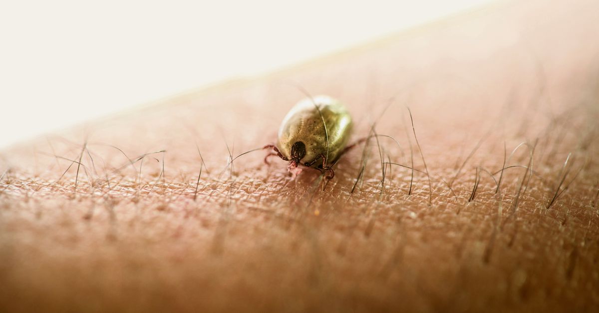 Pas op voor de beet van de teek - NRC