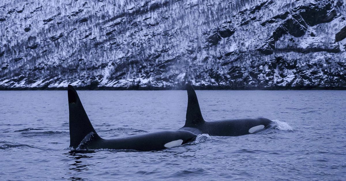 Met de orka’s uit de Reisafjord de vette haring achterna - NRC