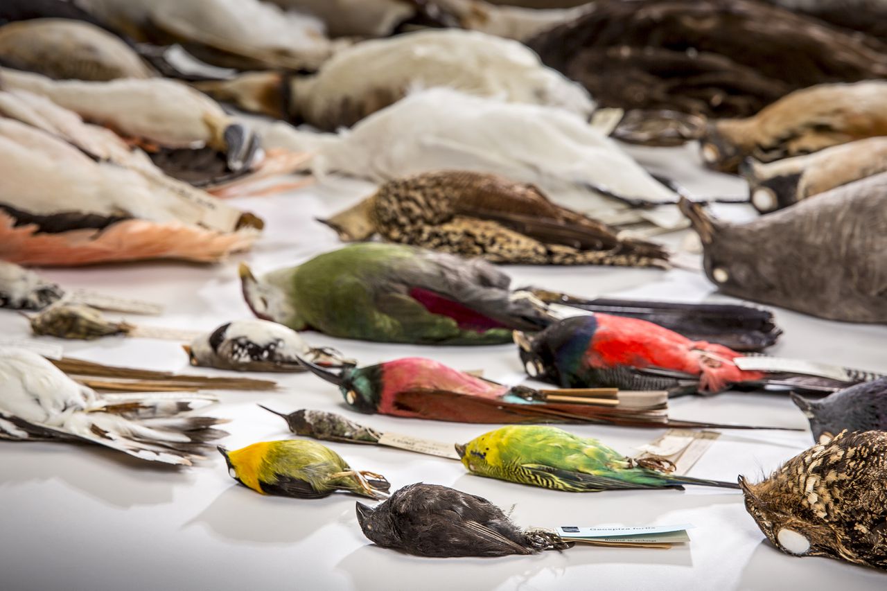 Dode vogels poseren voor onderzoek aan soortvorming - NRC