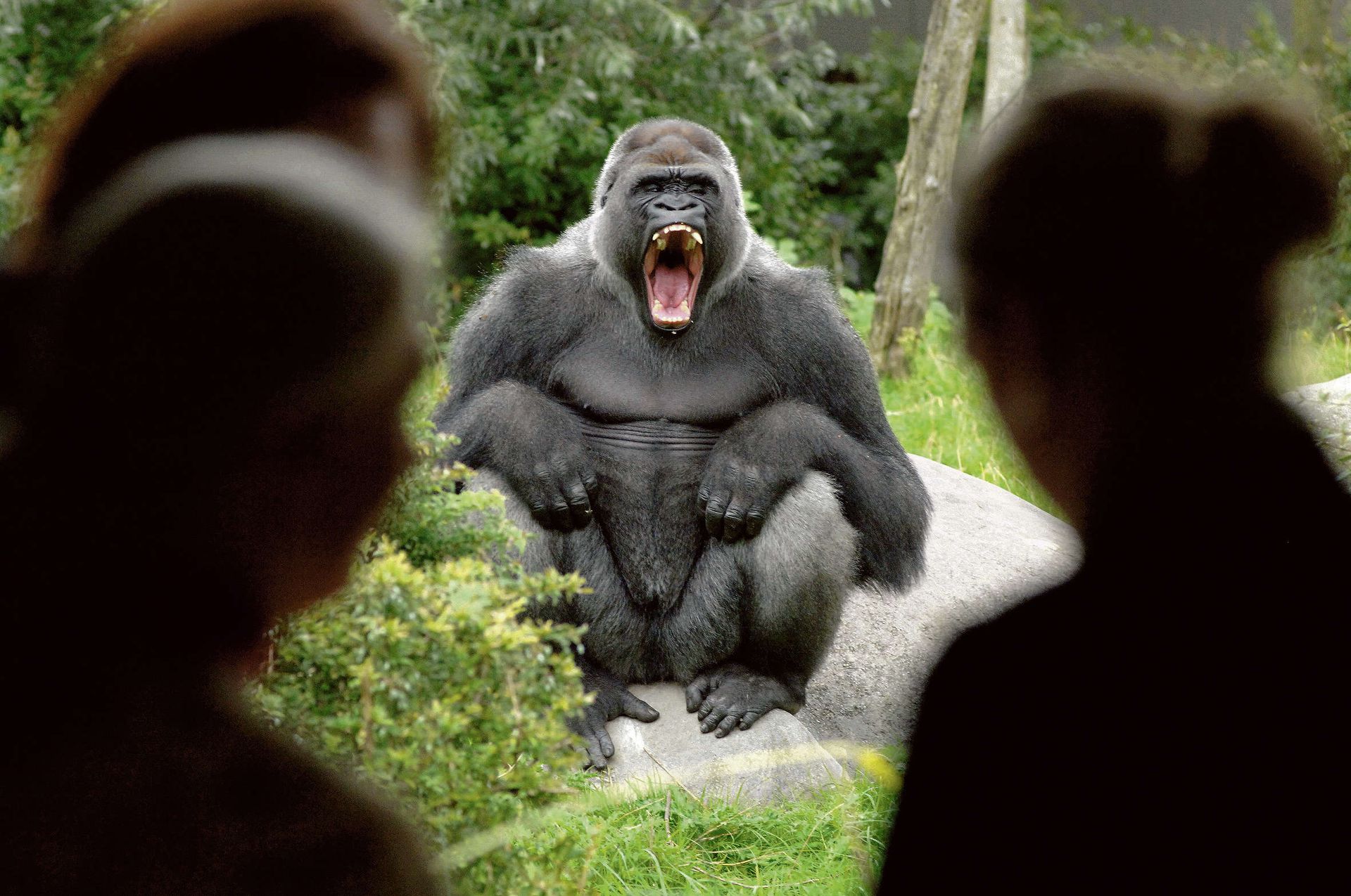 Met Bokito gaat het goed, hij is weer een echte gorilla - NRC
