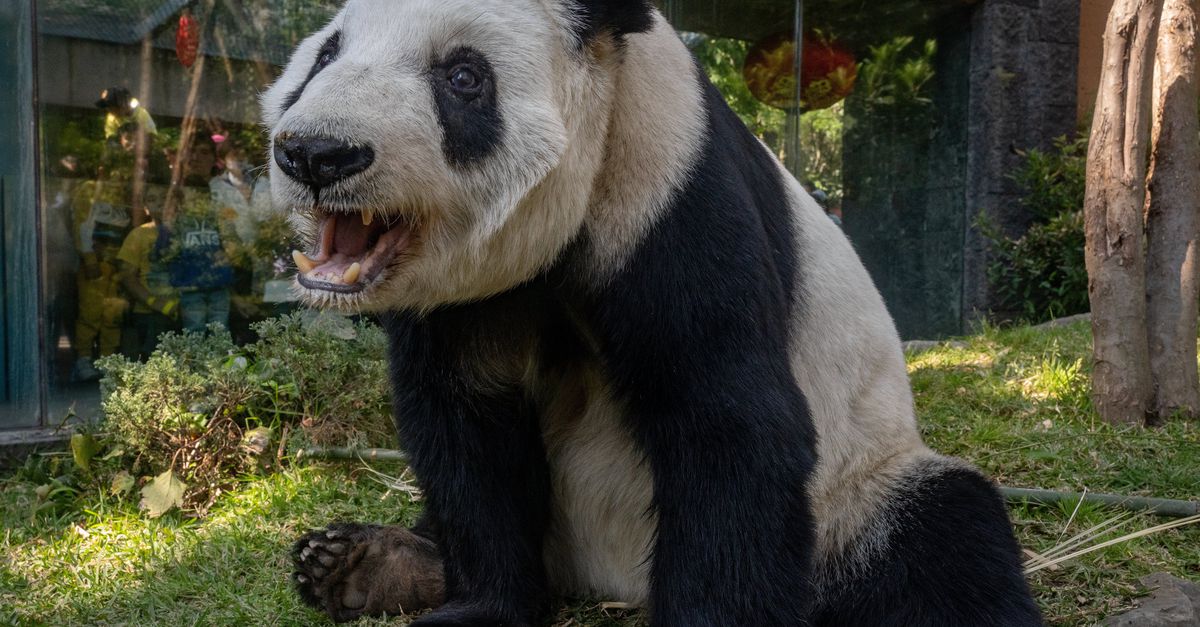 Xin Xin is de laatste panda die niet van China is - NRC
