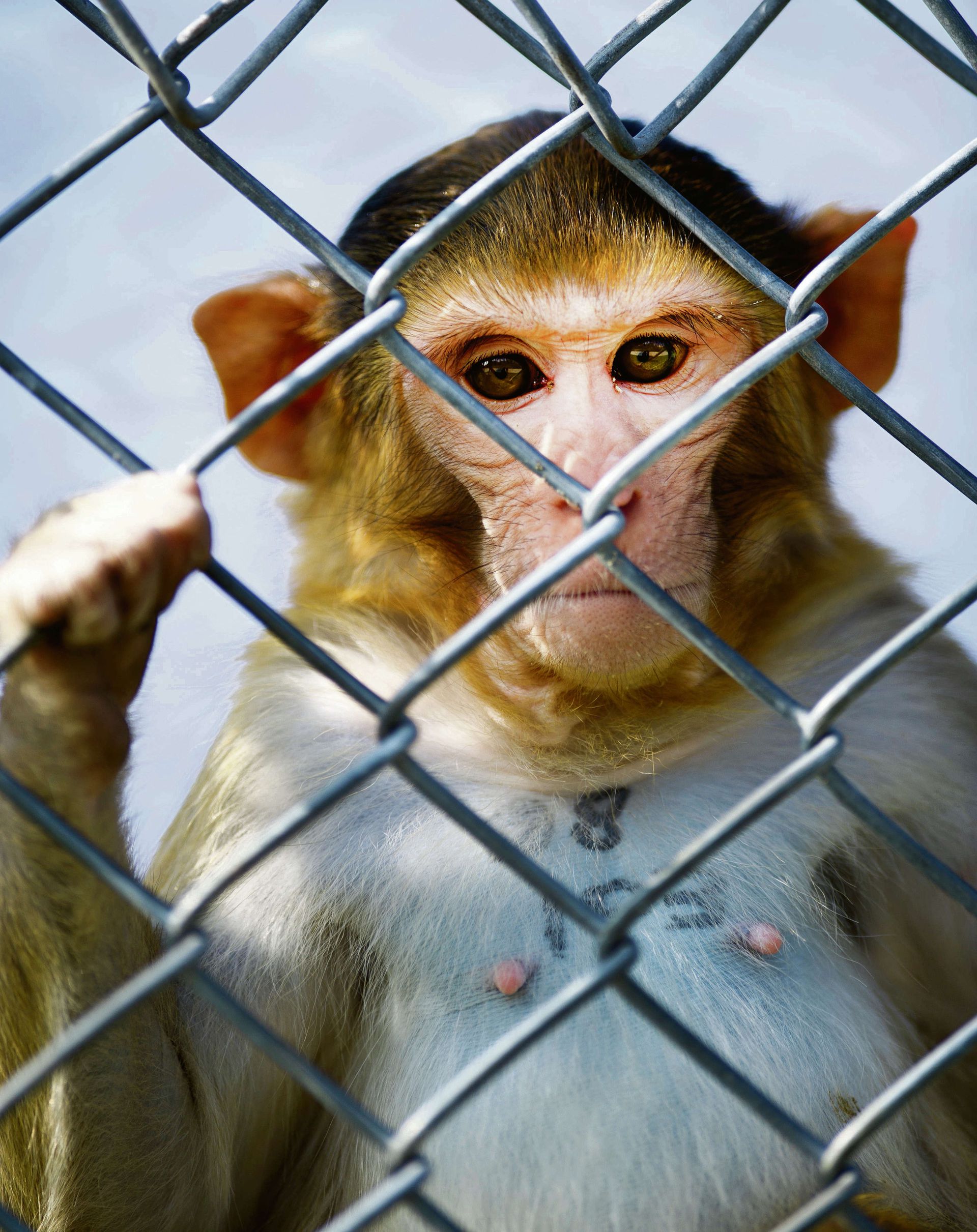 Een dierproef omdat het moet - NRC