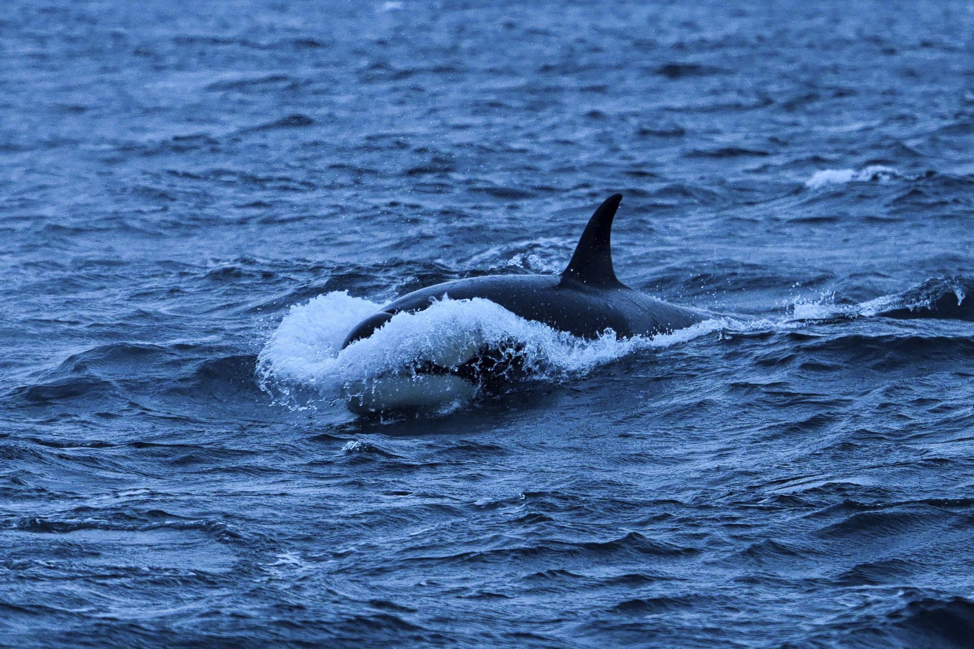 Met de orka’s uit de Reisafjord de vette haring achterna - NRC