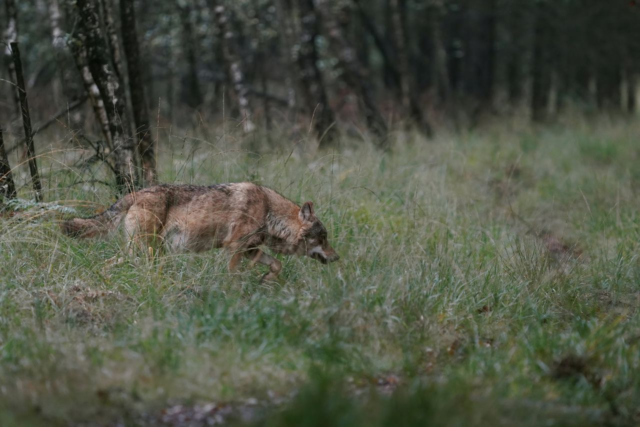 Provincie Gelderland staat niet toe dat natuurpark de Hoge Veluwe ...