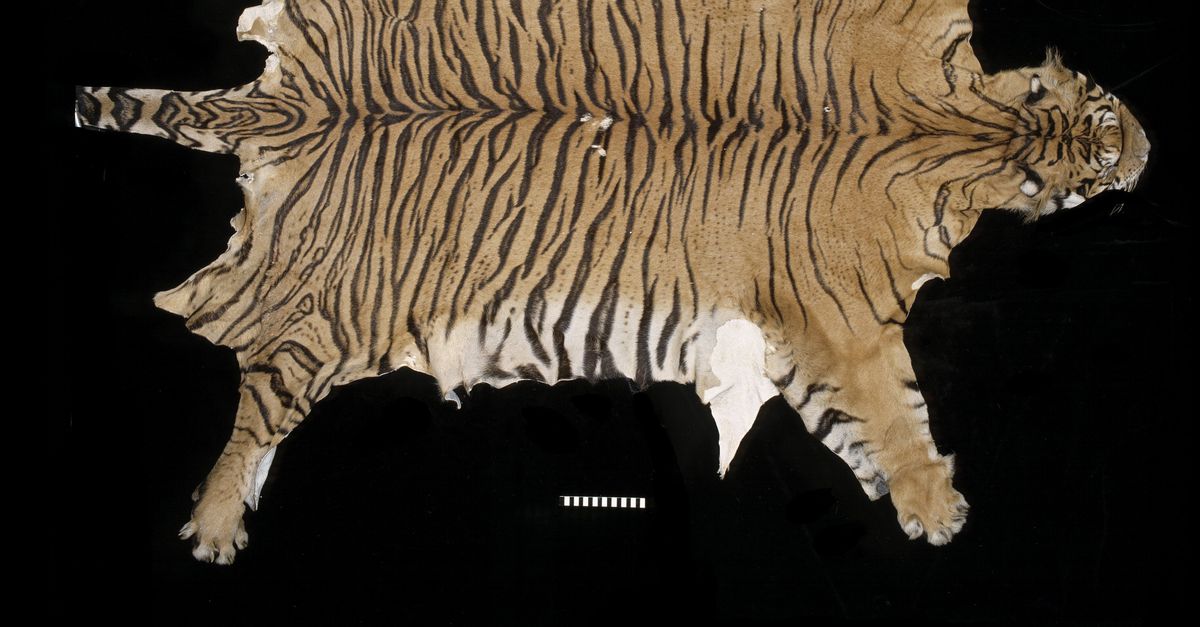 Op een haar na is de Javaanse tijger uitgestorven - NRC