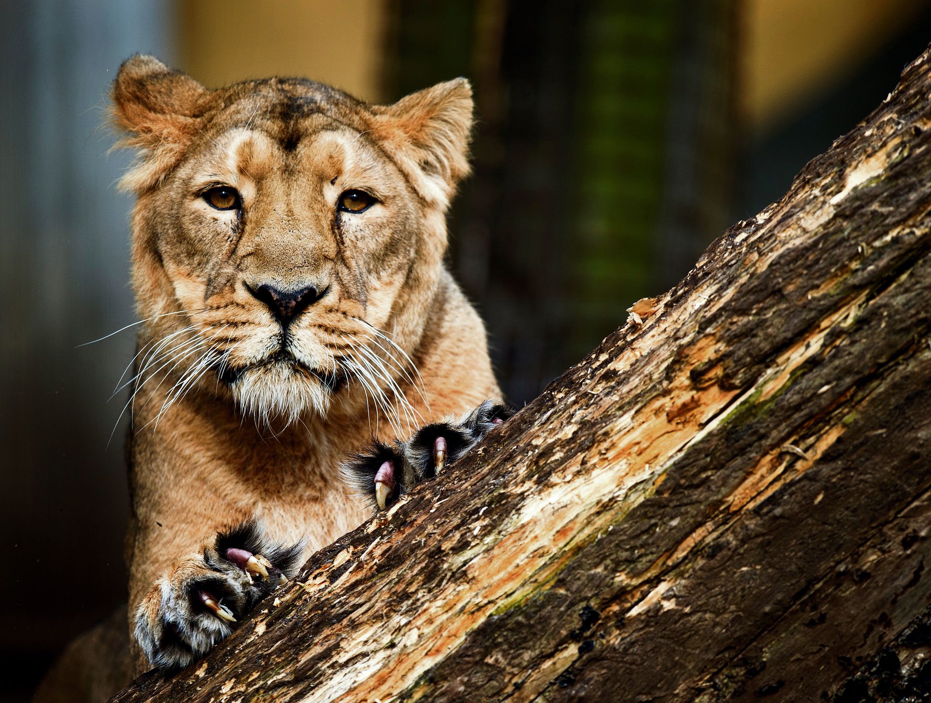 Paul de Leeuw opent leeuwenverblijf - NRC