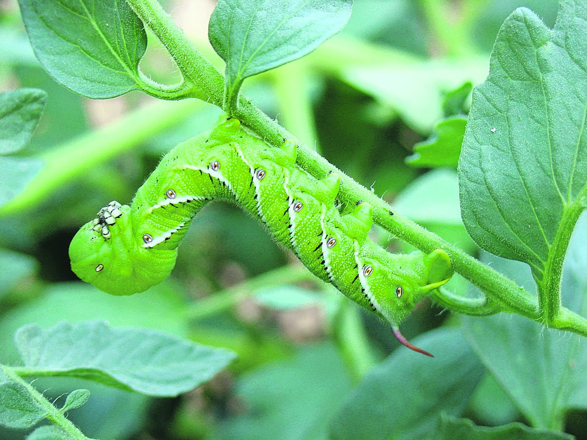 Bij rups gaan darm en poten eigen weg - NRC