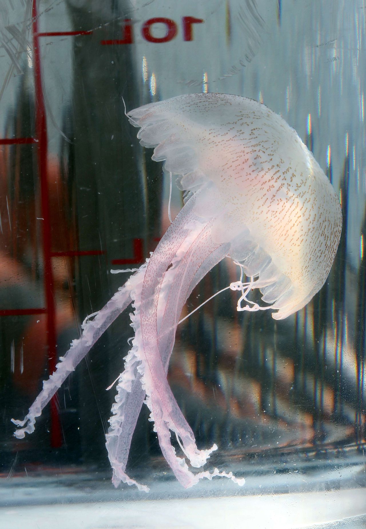 Plassen op een pijnlijke kwallenbeet - NRC