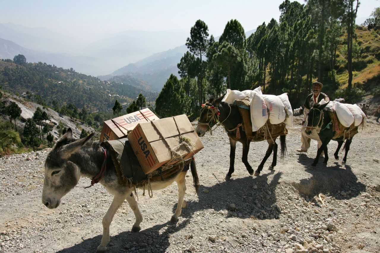 Muilezel intelligenter dan zijn paardevader of ezelmoeder - NRC