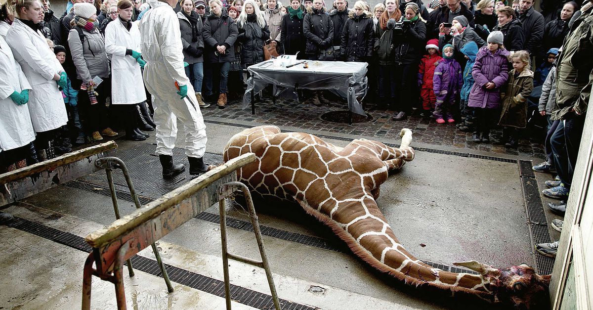 Giraffe Marius voor de leeuwen - NRC