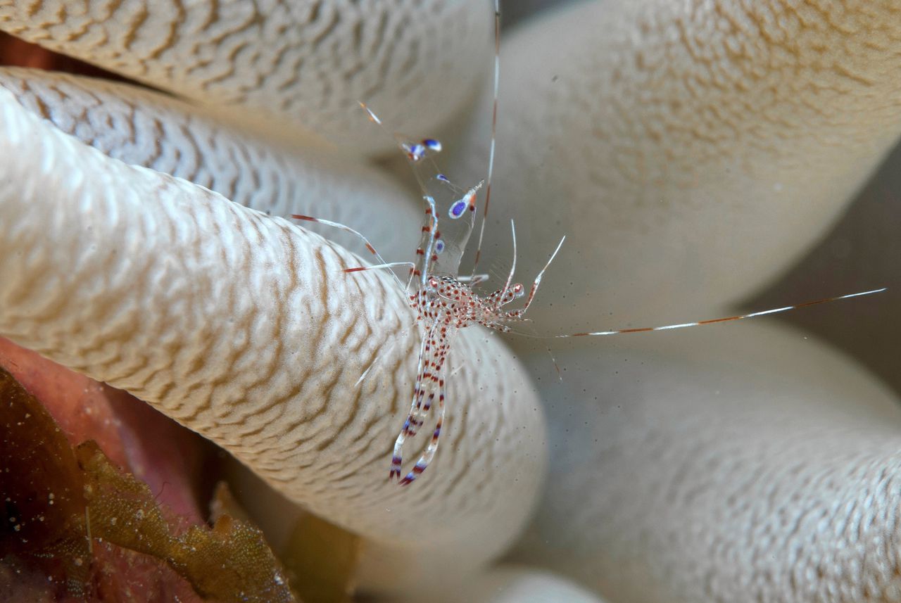 De steurgarnalen uit de Nederlandse Cariben maken soms vreemde dansjes ...
