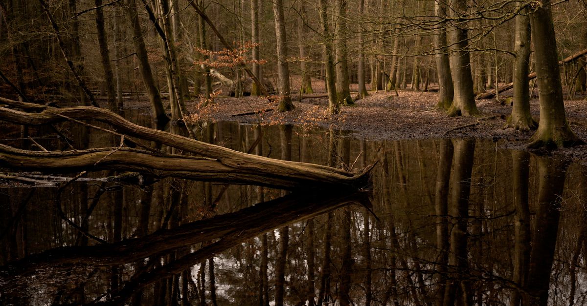 Een kronkelende beek is een gezonde beek - NRC